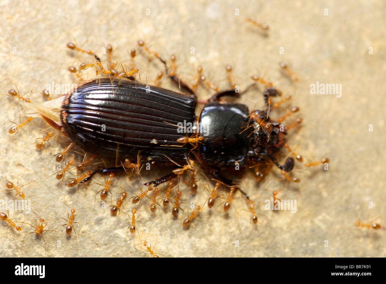 Borneo ant hi-res stock photography and images - Alamy