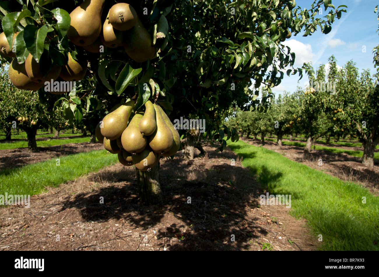 Pear orchard uk hi-res stock photography and images - Alamy