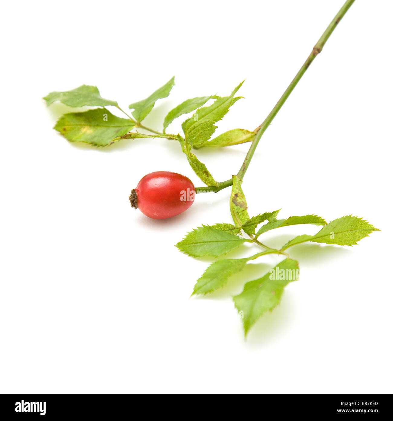 Rosehips branches hi-res stock photography and images - Alamy