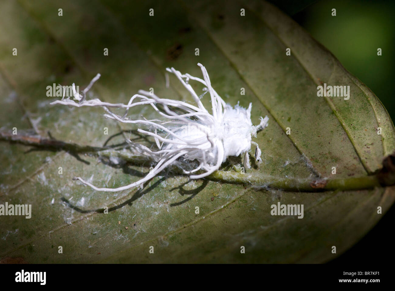 Jungle insects hi-res stock photography and images - Alamy
