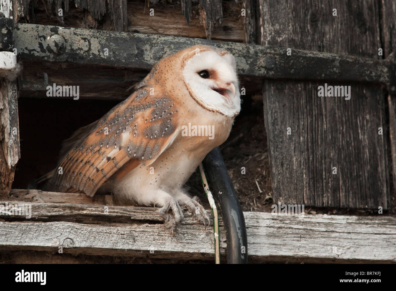 Juvenile barn owl in barn hi-res stock photography and images - Alamy