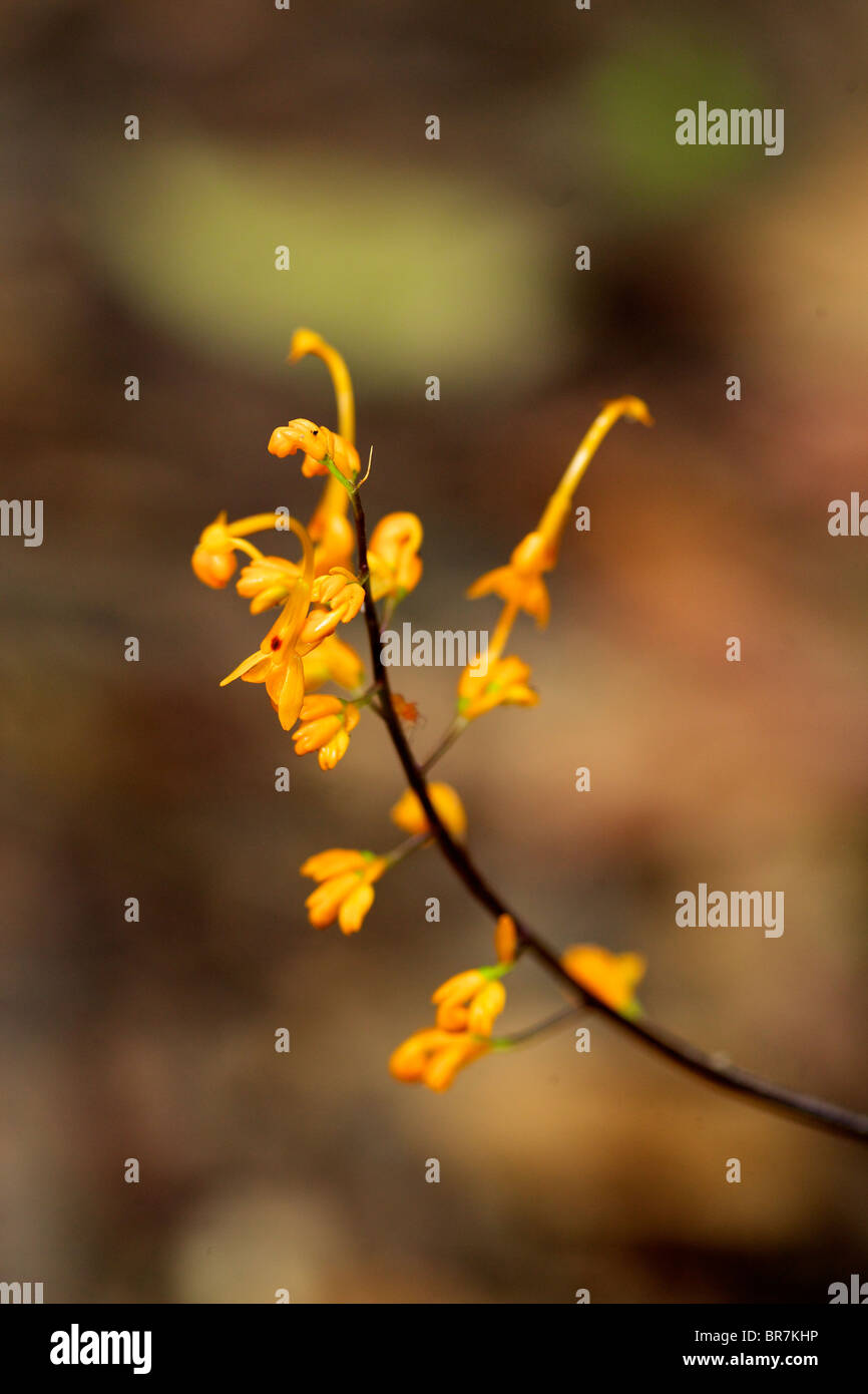 Borneo jungle flower hi-res stock photography and images - Alamy
