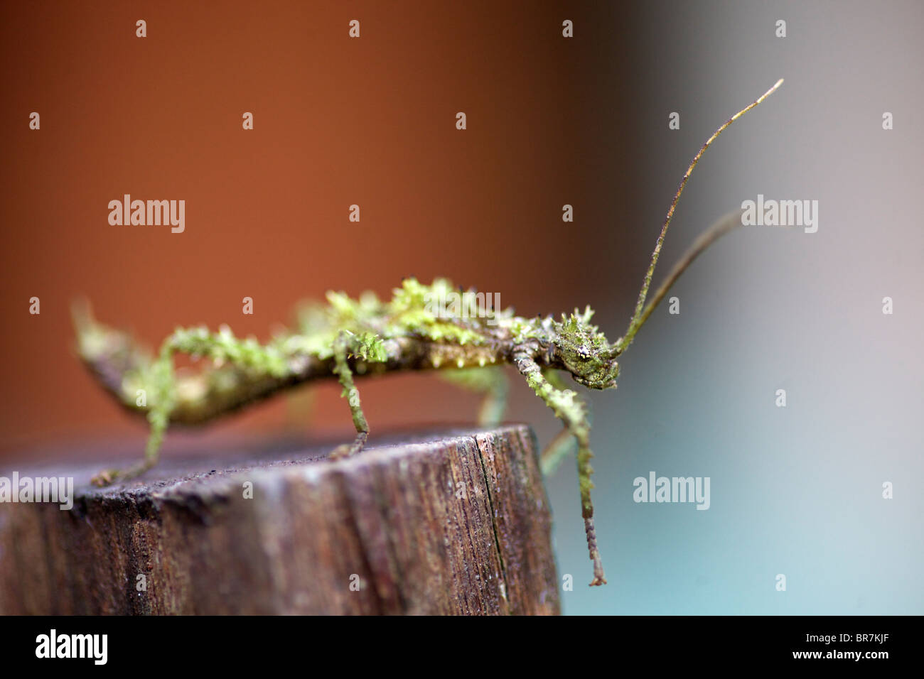 Borneo Stick Insect Stock Photos & Borneo Stick Insect Stock Images - Alamy