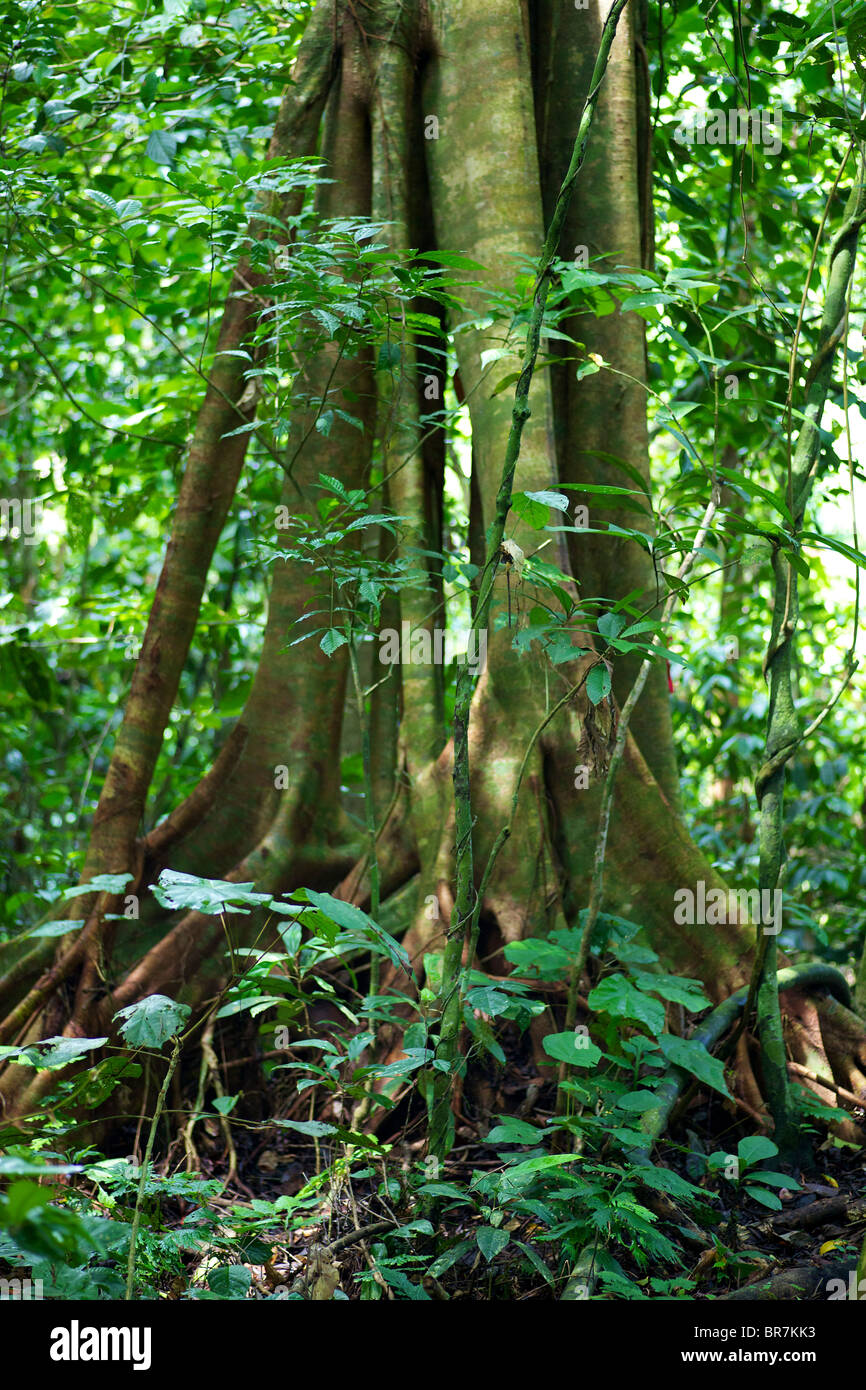 Borneo ants hi-res stock photography and images - Alamy