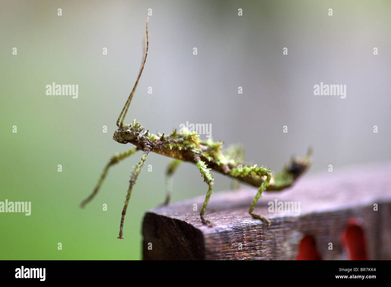 Borneo stick insect hi-res stock photography and images - Alamy