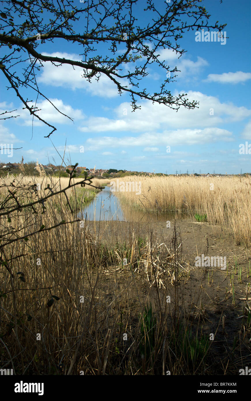 Radipole Lake Weymouth Dorset UK Stock Photo - Alamy