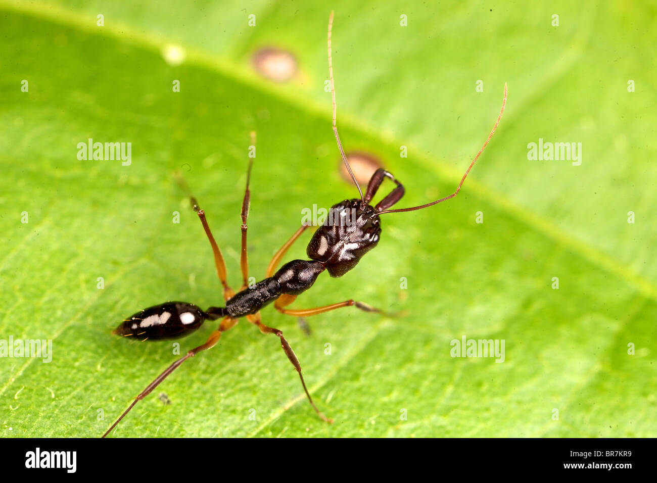 Borneo ant hi-res stock photography and images - Alamy