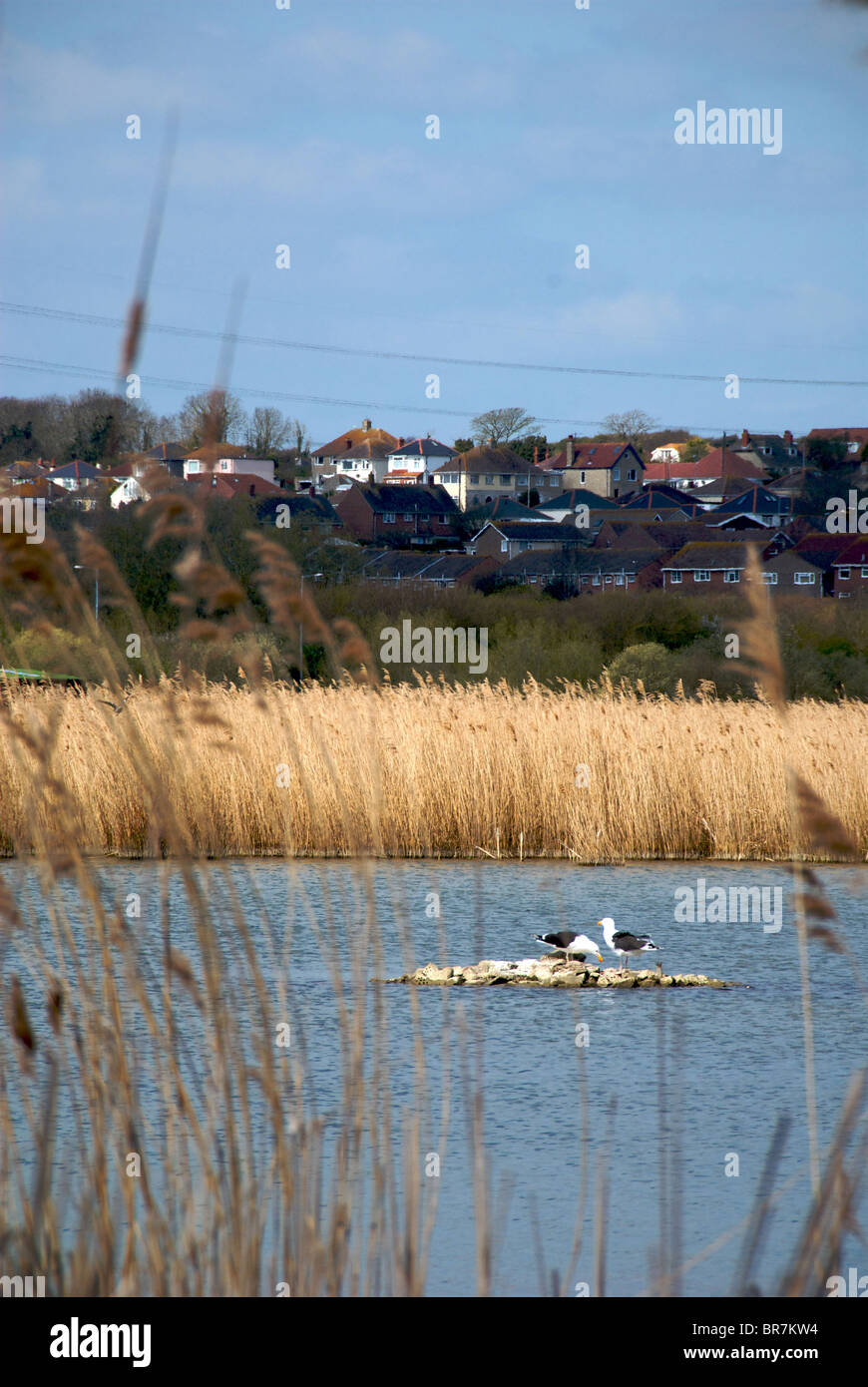 Radipole Lake Weymouth Dorset UK Stock Photo - Alamy