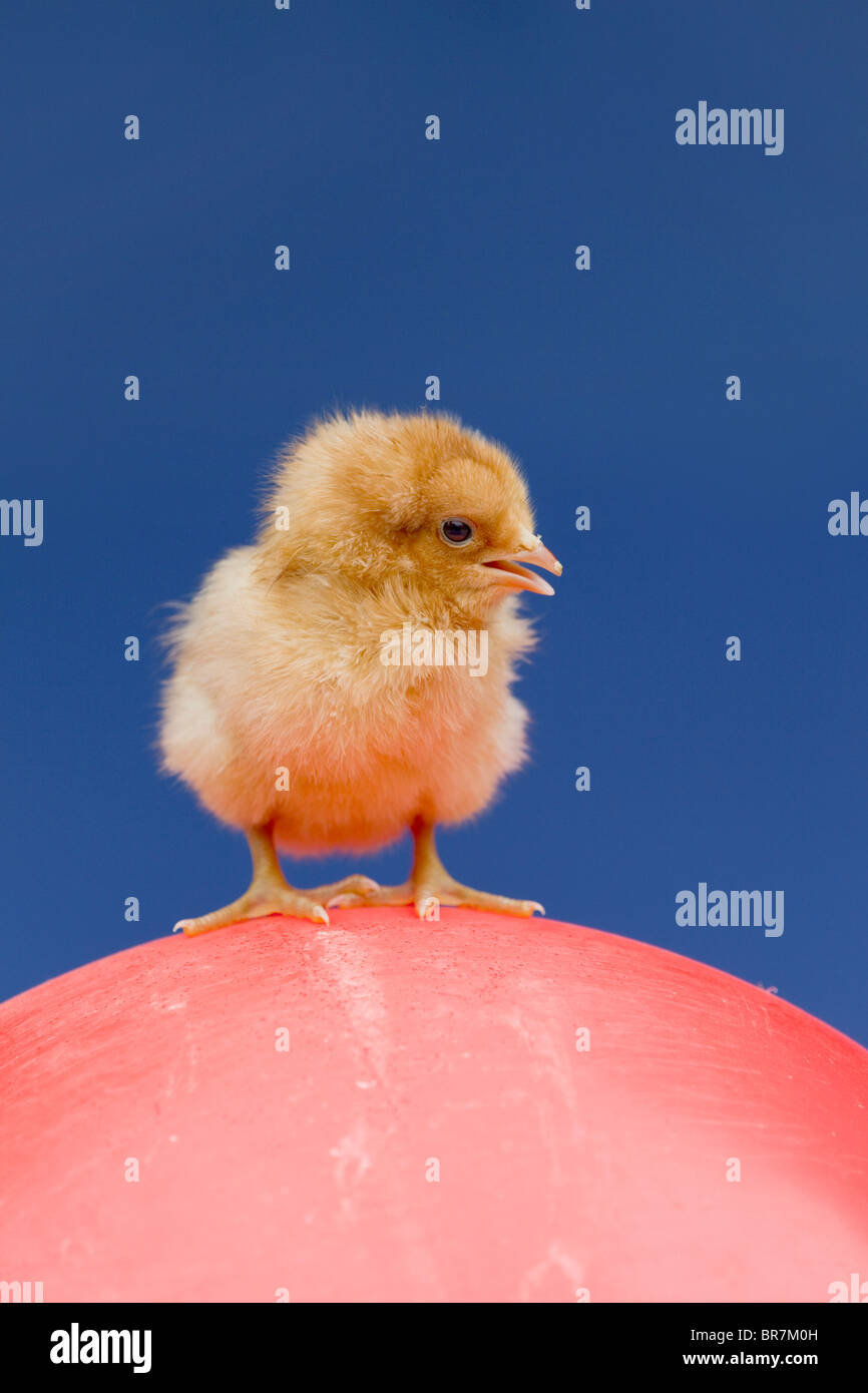 Have a ball hi-res stock photography and images - Alamy