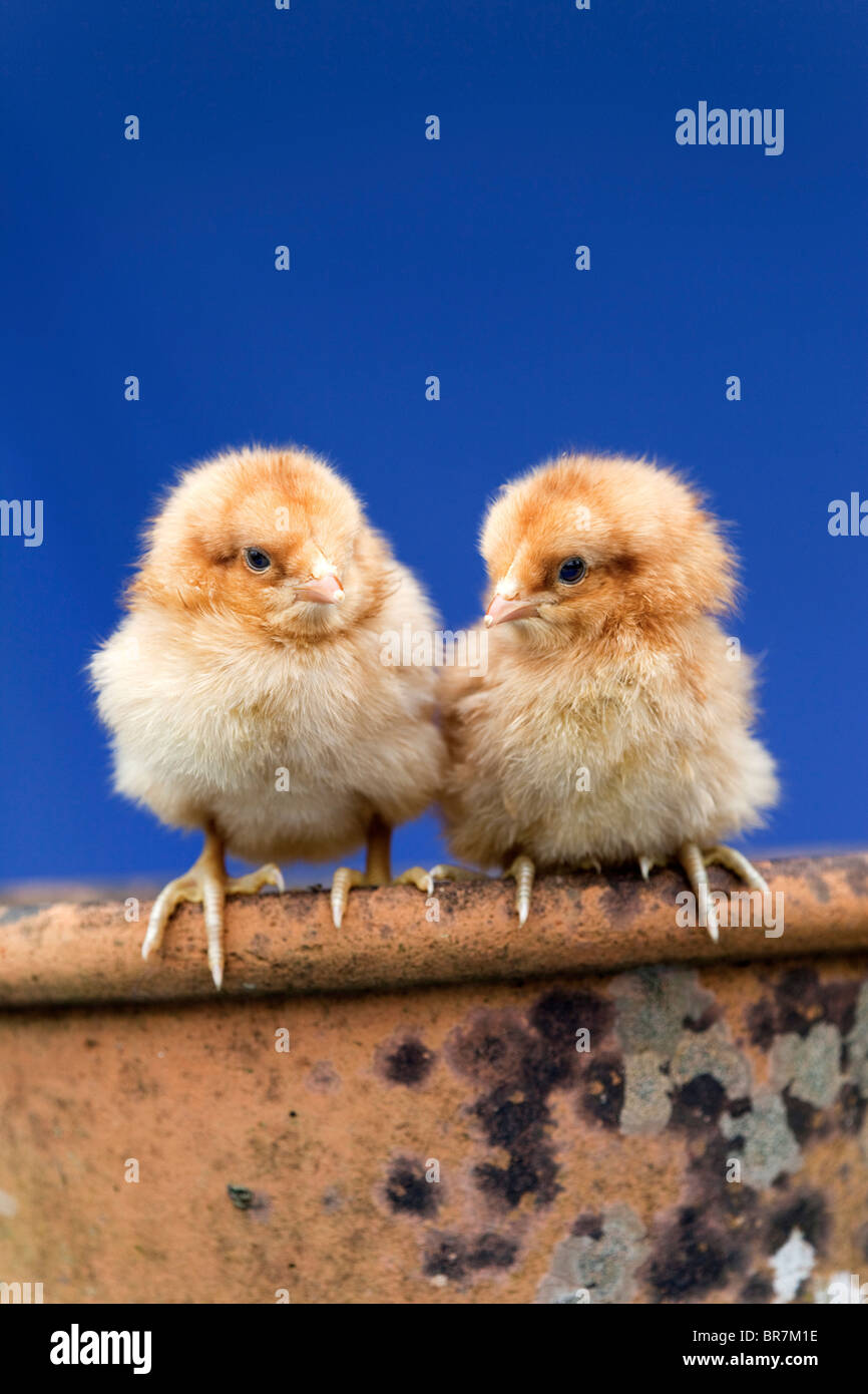 Chicks on a plant pot hi-res stock photography and images - Alamy