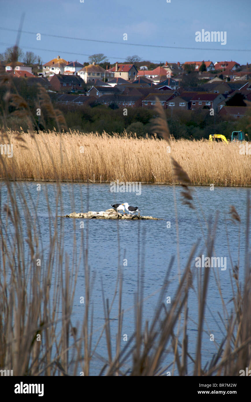 Radipole Lake Weymouth Dorset UK Stock Photo - Alamy