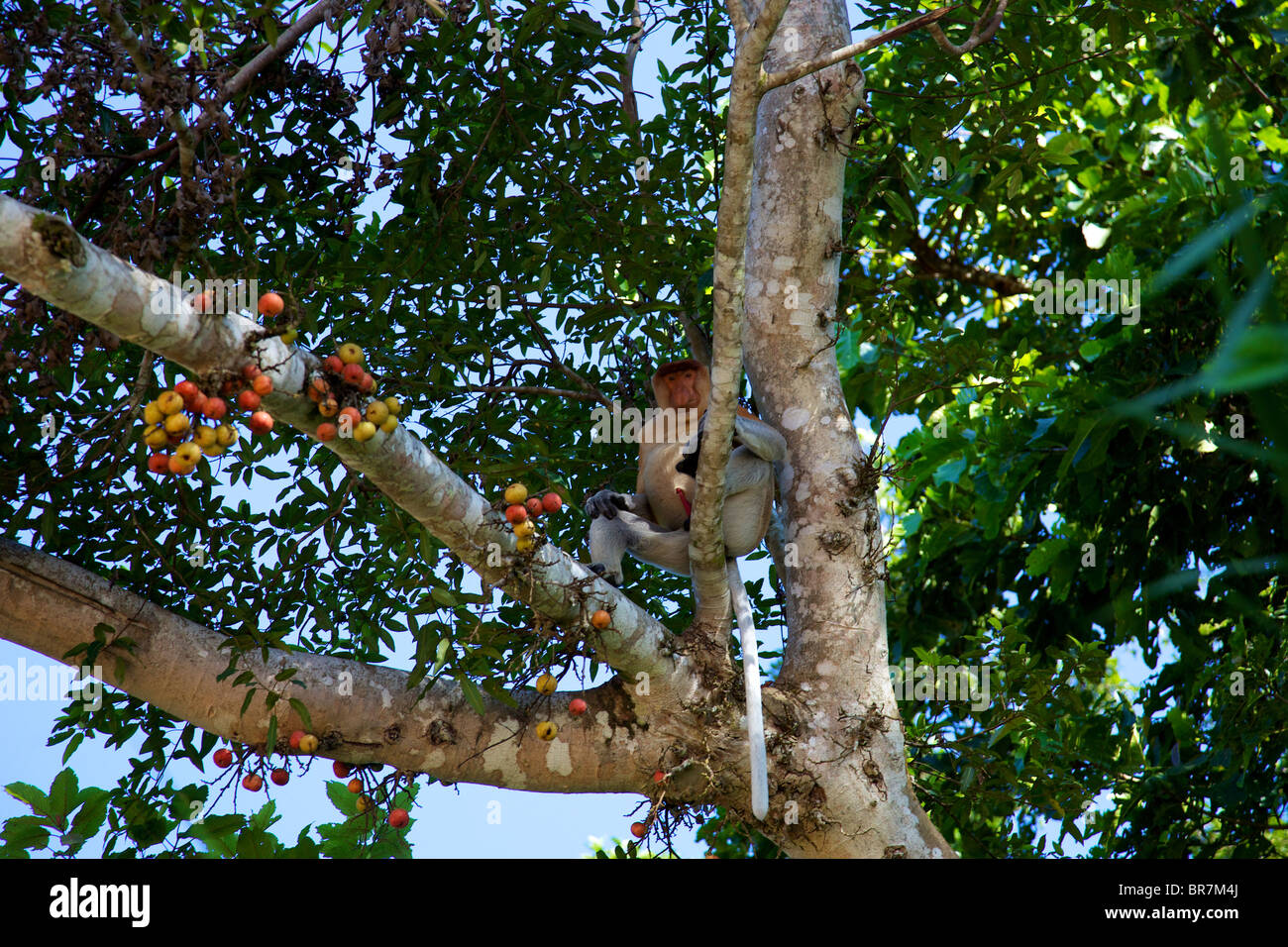 Borneo jungle fruit hi-res stock photography and images - Alamy