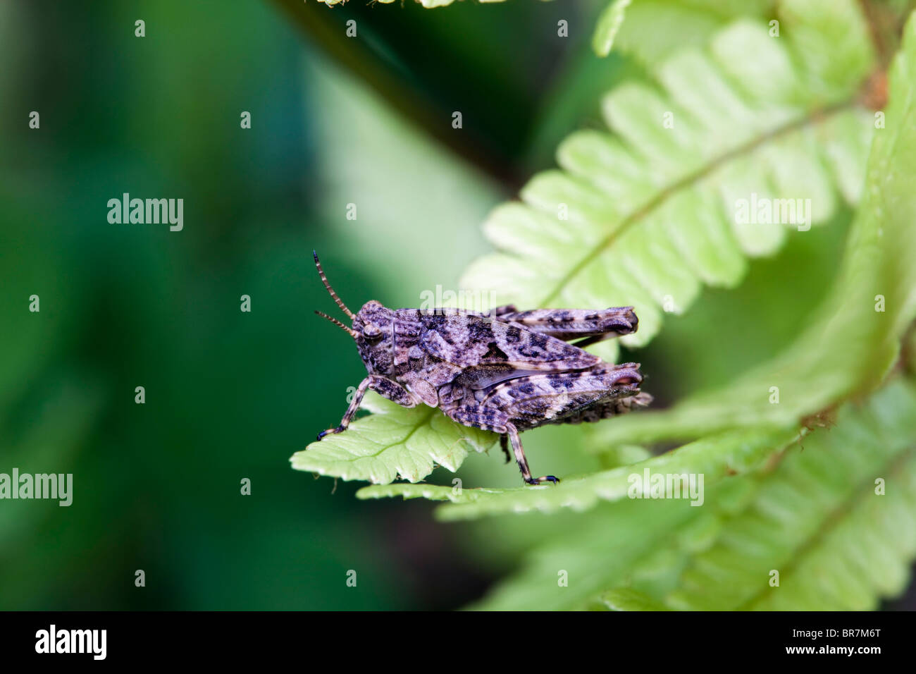Common groundhopper hi-res stock photography and images - Alamy