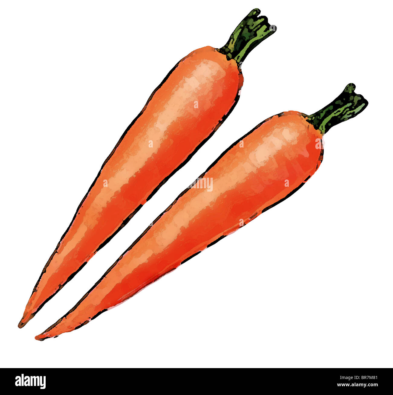 Drawing two carrots hi-res stock photography and images - Alamy