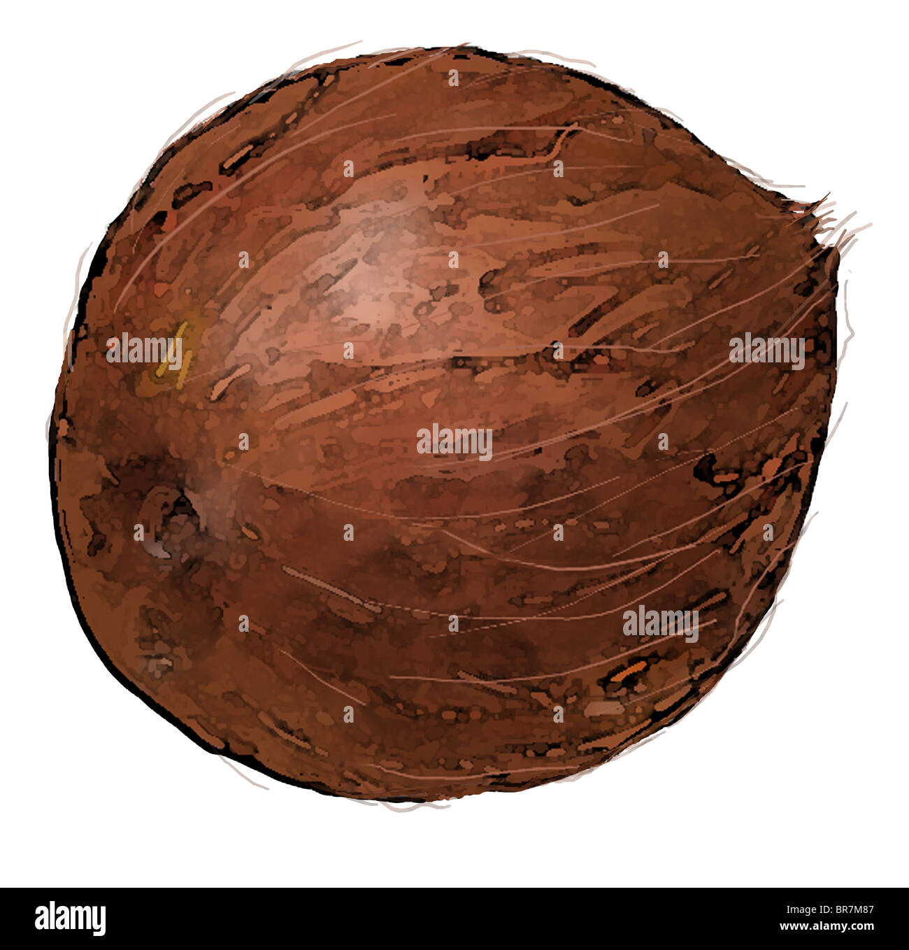 Coconut drawing hi-res stock photography and images - Alamy