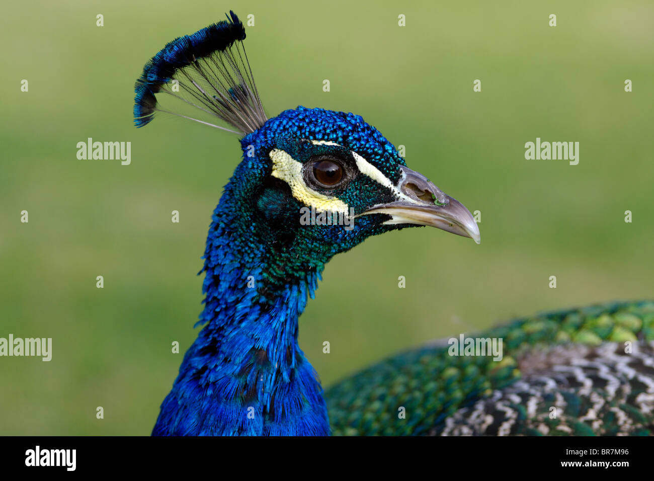 Indian peacock plumage hi-res stock photography and images - Alamy