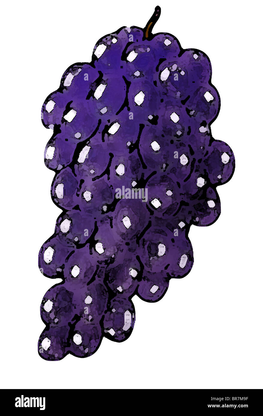 Grapes drawing hi-res stock photography and images - Alamy