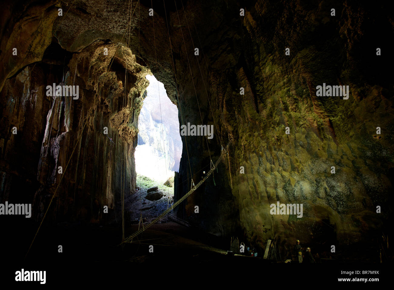 Borneo ants hi-res stock photography and images - Alamy