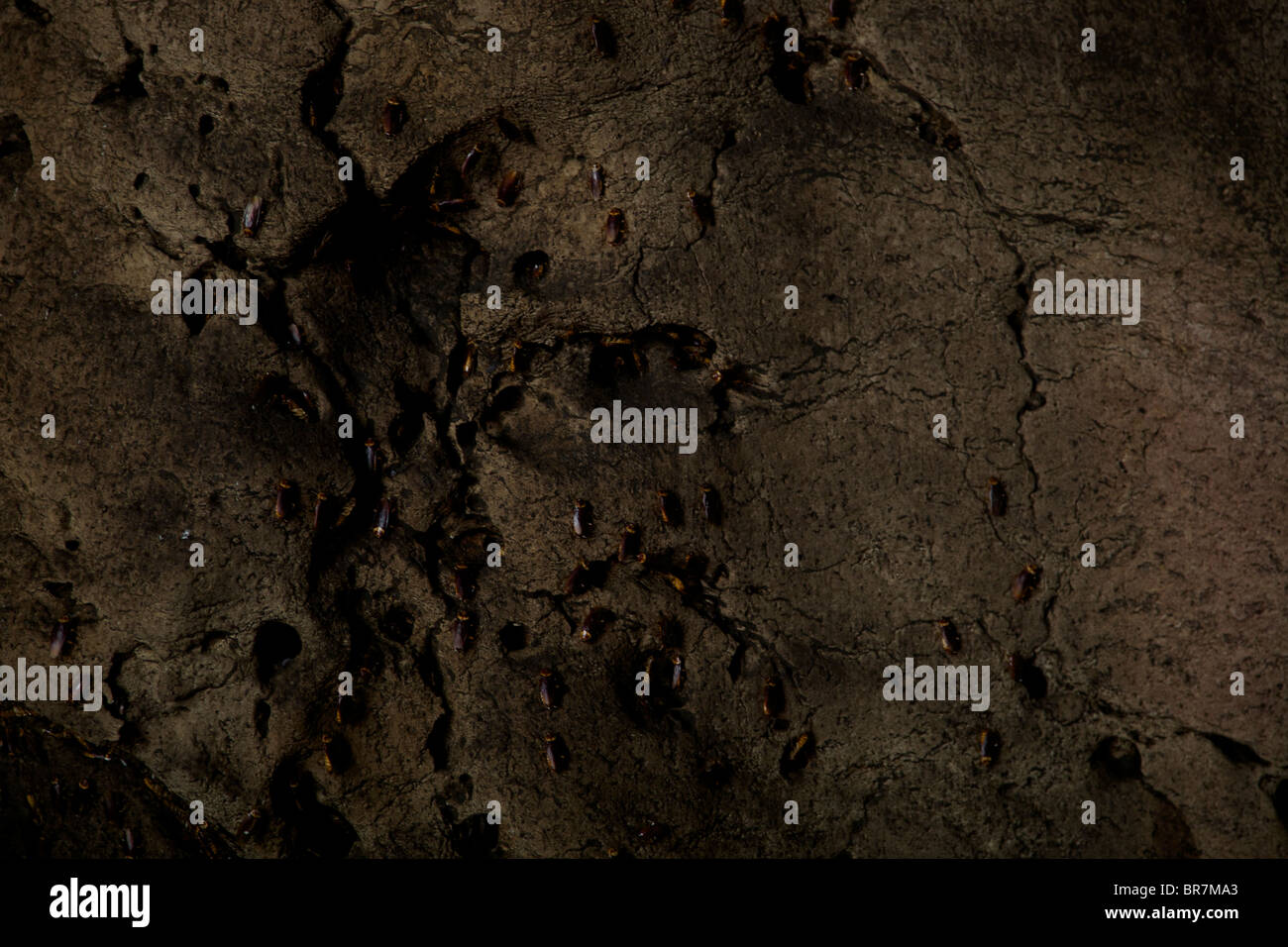 Underground insects hi-res stock photography and images - Alamy