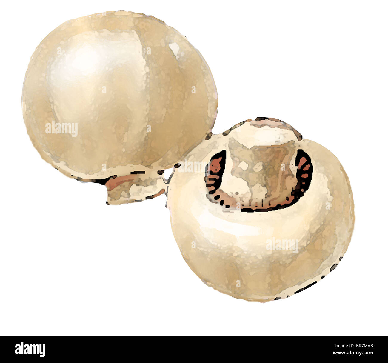 Drawing of two mushrooms Cut Out Stock Images & Pictures - Alamy