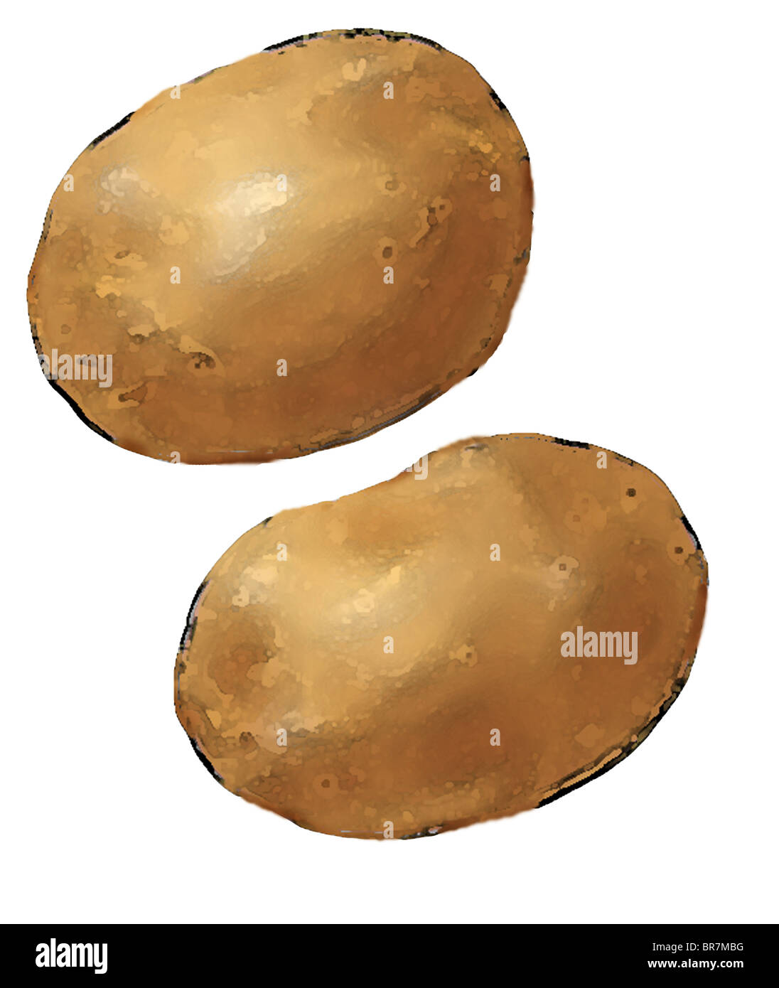 A graphic illustration of two potatoes Stock Photo - Alamy