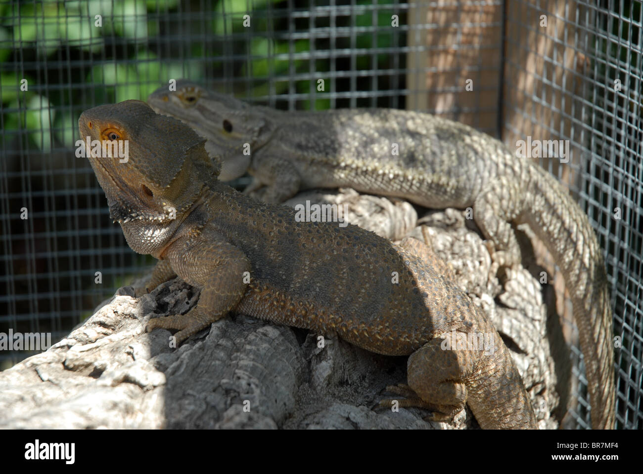 Australian dragons hi-res stock photography and images - Alamy