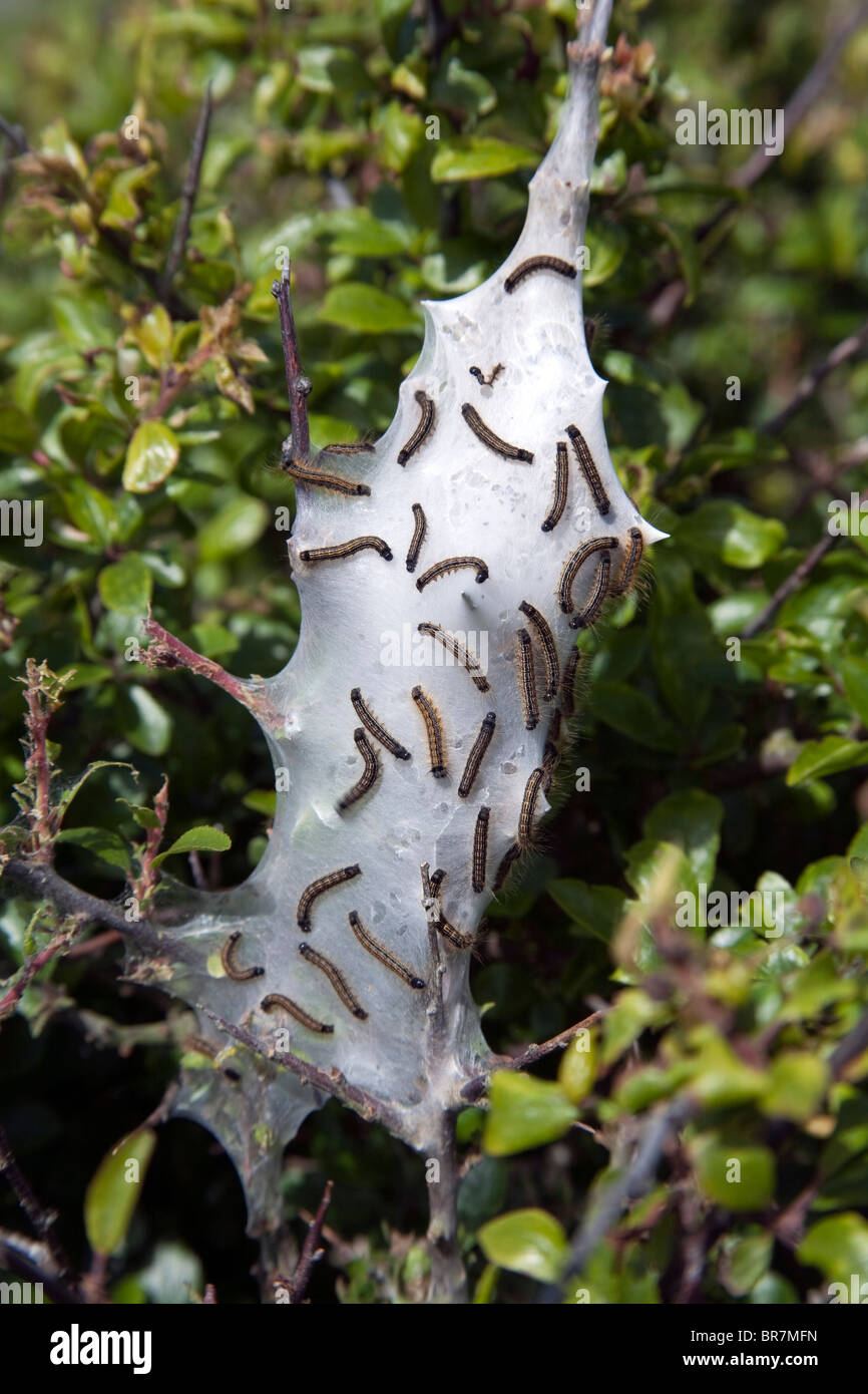 Lackey Moth Caterpillars; Malacosoma neustria; with web Stock Photo - Alamy