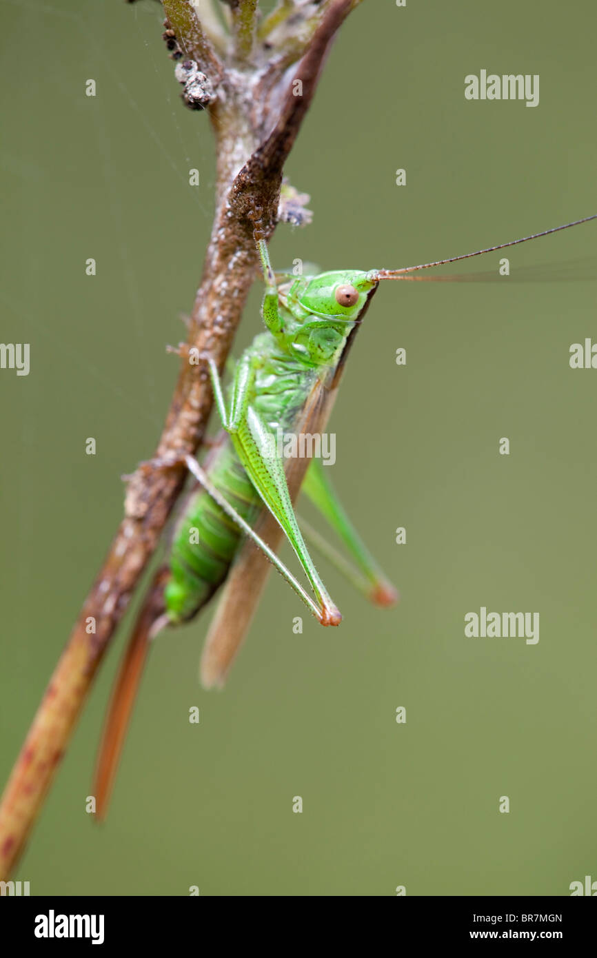 Long Winged Conehead; Conocephalus discolor Stock Photo - Alamy
