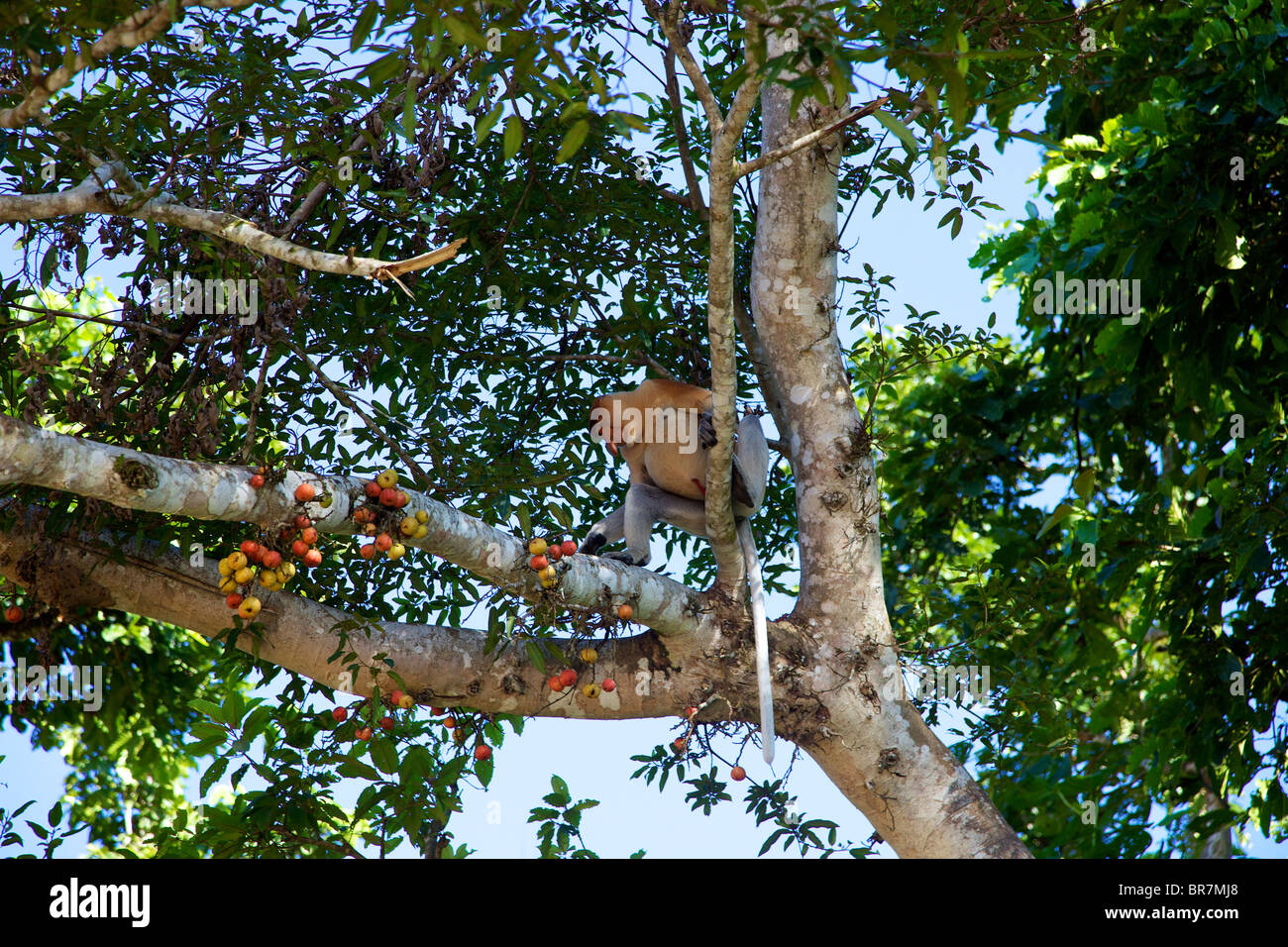 Borneo primate hi-res stock photography and images - Alamy