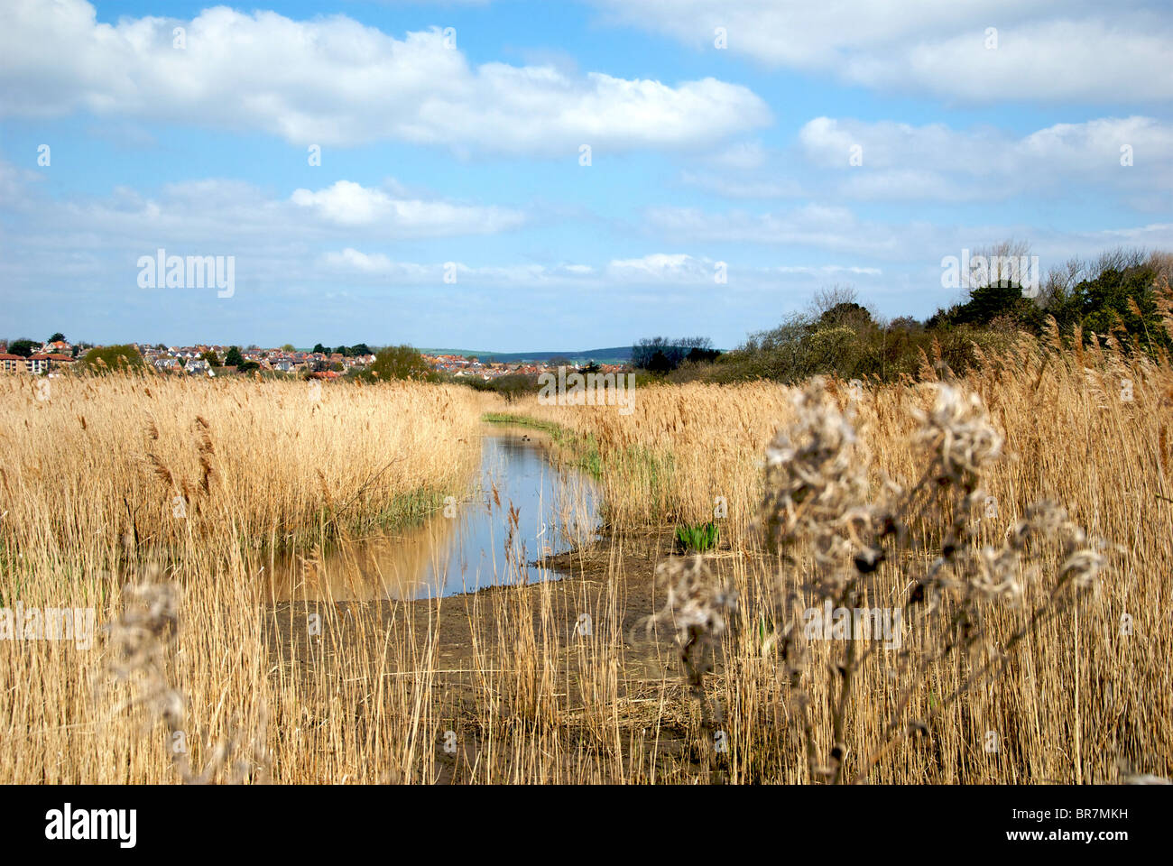 Radipole Lake Weymouth Dorset UK Stock Photo - Alamy