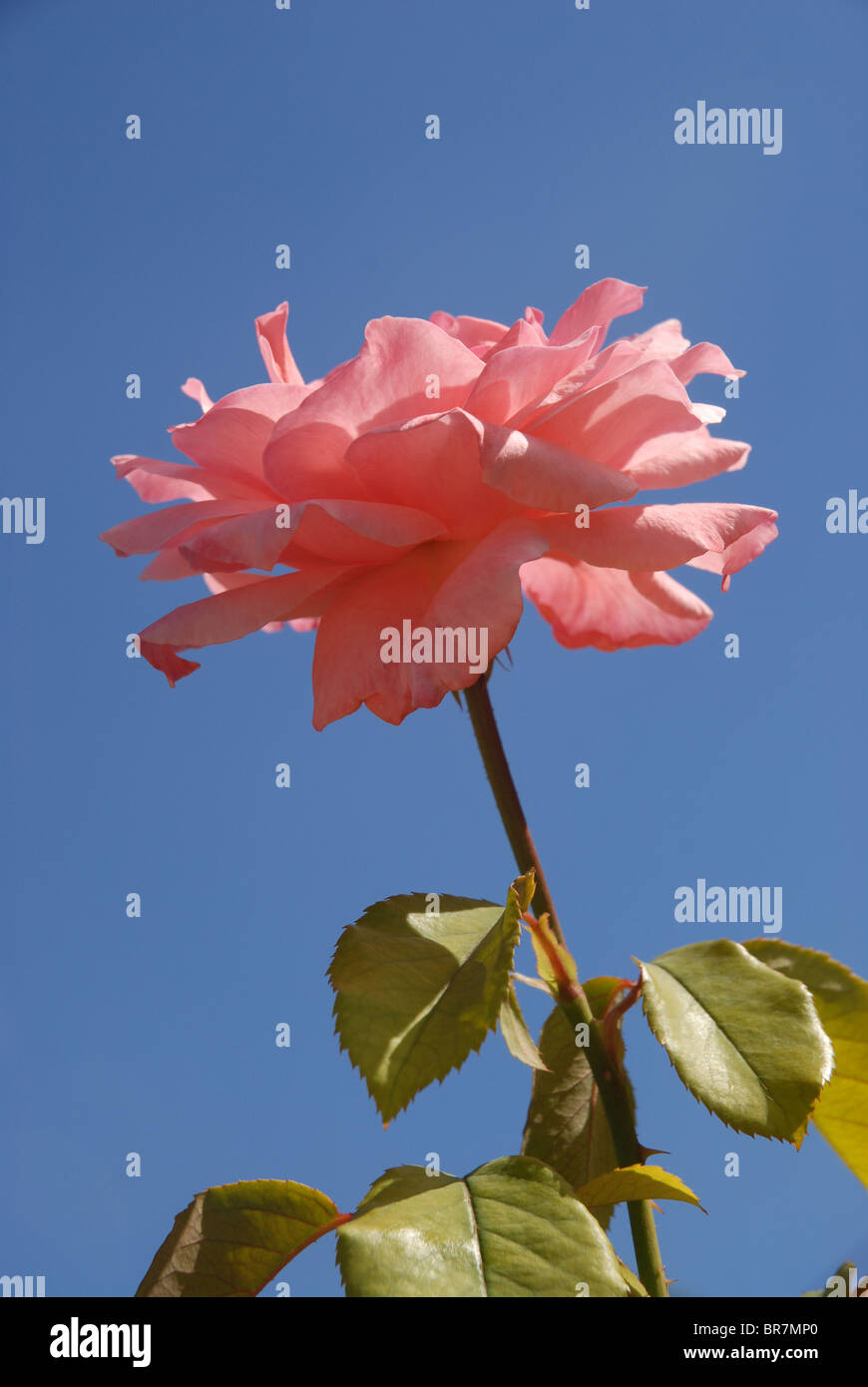 pink rose, blue sky, Spain Stock Photo - Alamy