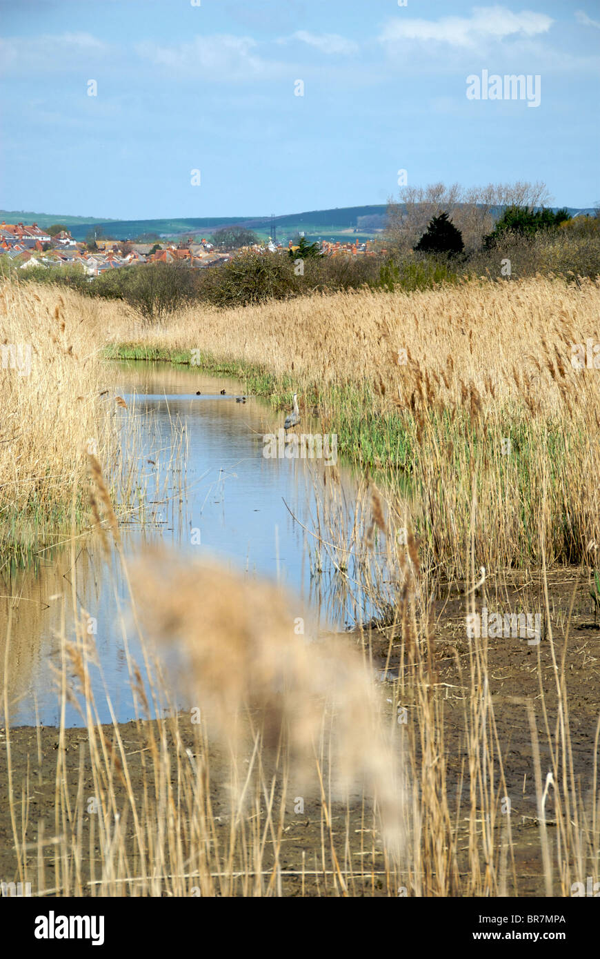 Radipole Lake Weymouth Dorset UK Stock Photo - Alamy