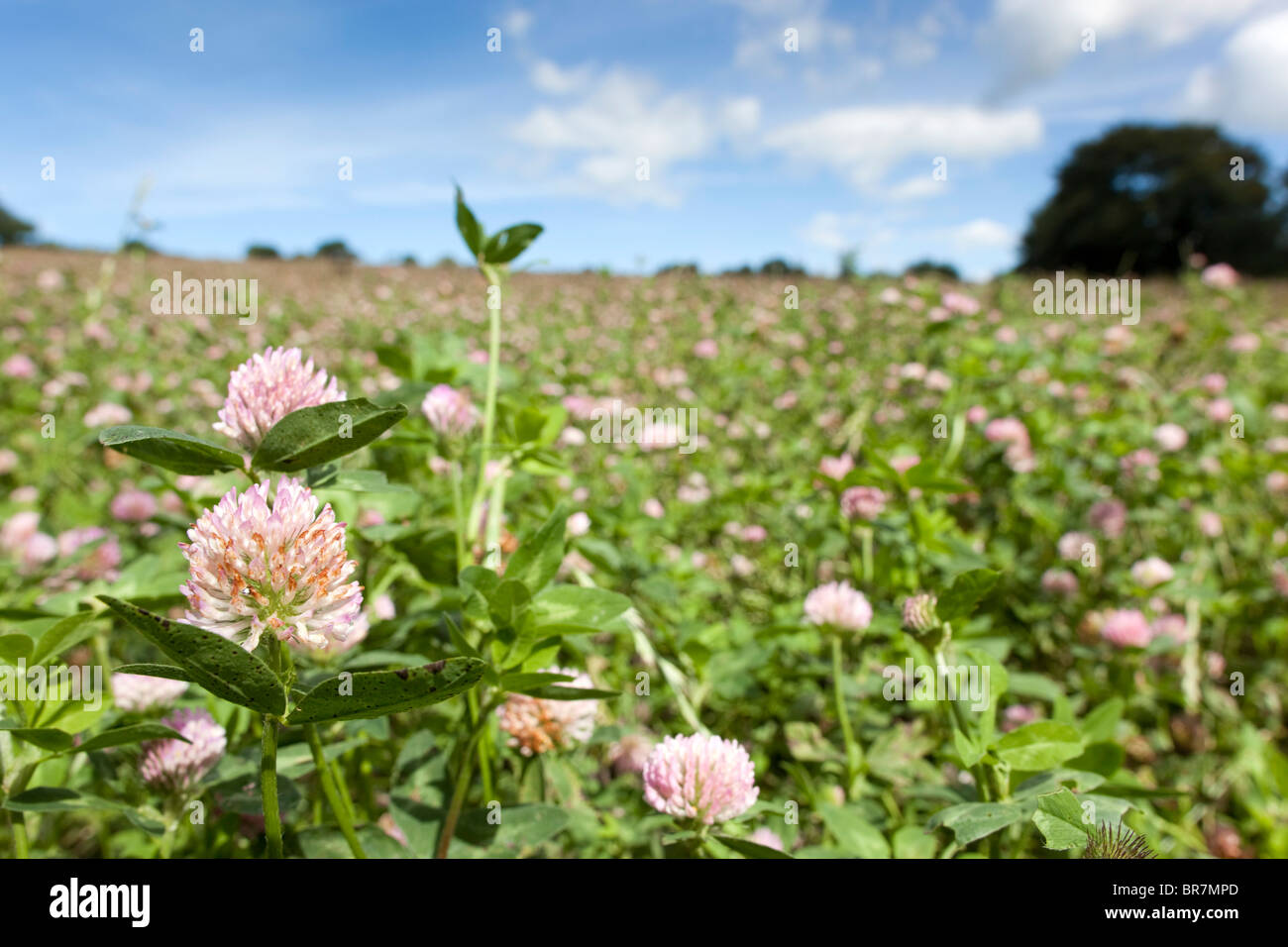 Crop of clover hi-res stock photography and images - Alamy