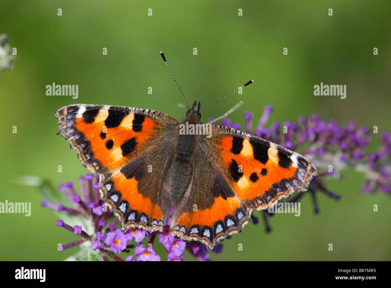 Small tortoiseshell butterfly hi-res stock photography and images - Alamy