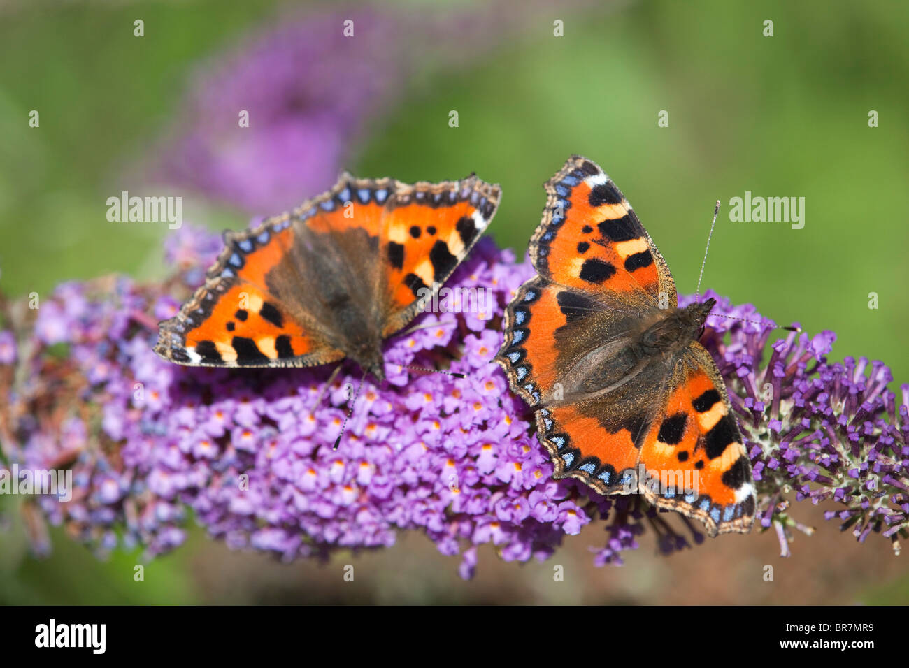 Small Tortoiseshell Butterfly; Aglais urticae; on buddleia Stock Photo ...
