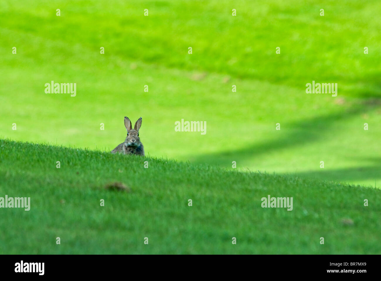 Single wild rabbit in countryside, looking at camera Stock Photo - Alamy