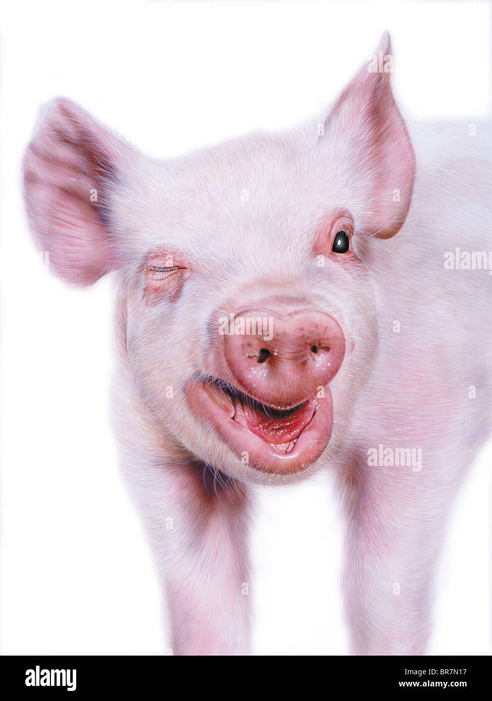 Pink pig painting hi-res stock photography and images - Alamy