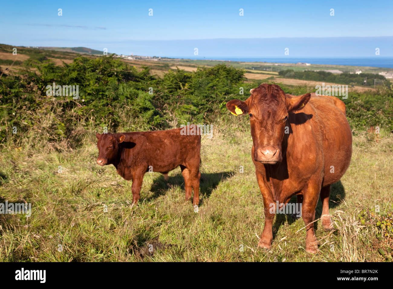 Trevean Farm; red devon cattle; looking to the coast; near Morvah ...