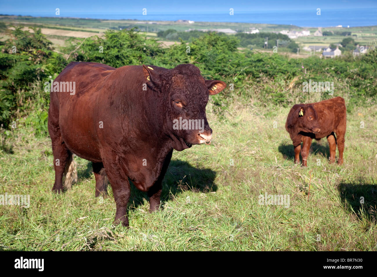 Trevean Farm; red devon cattle; looking to the coast; near Morvah ...