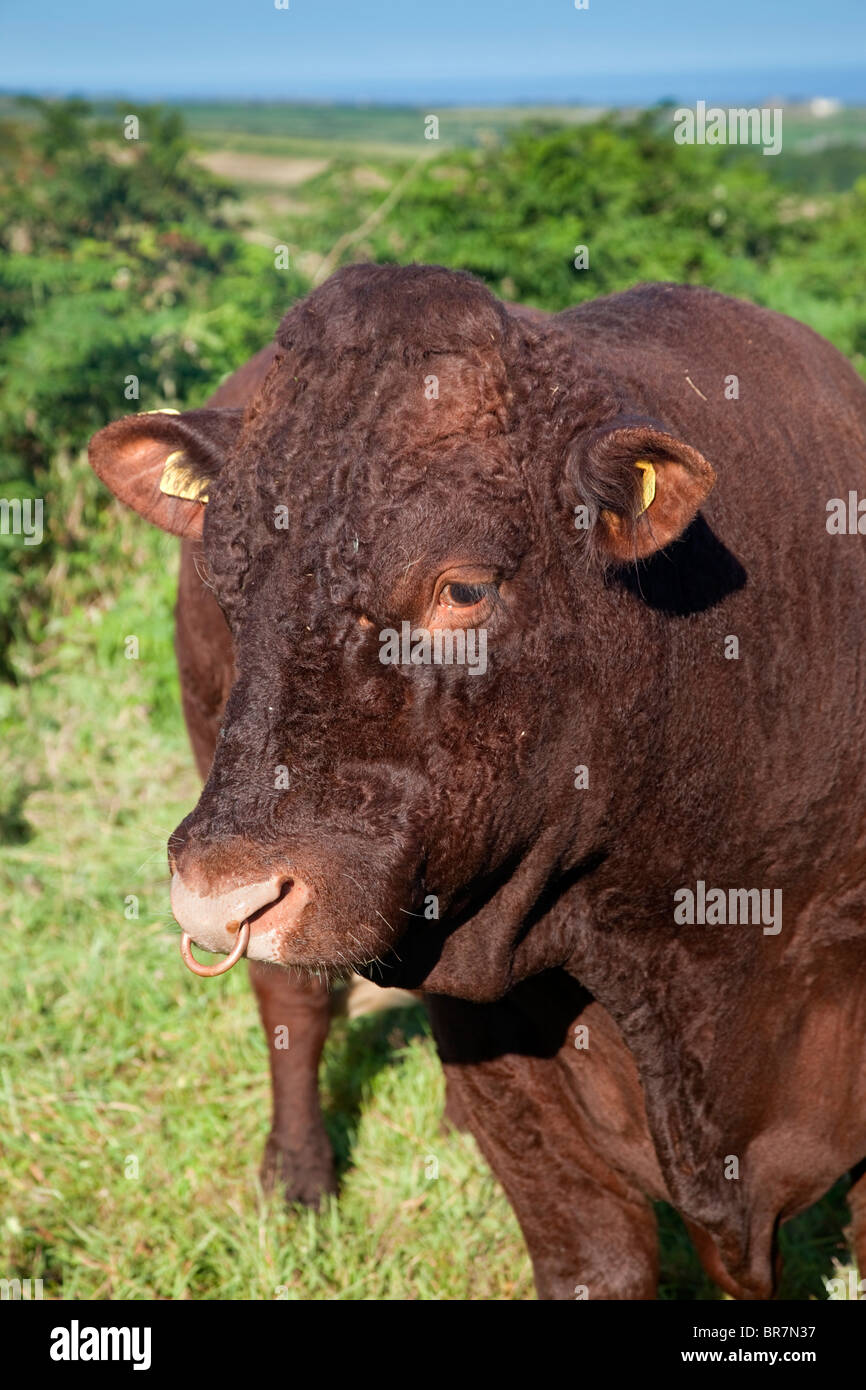 Red bull hi-res stock photography and images - Alamy