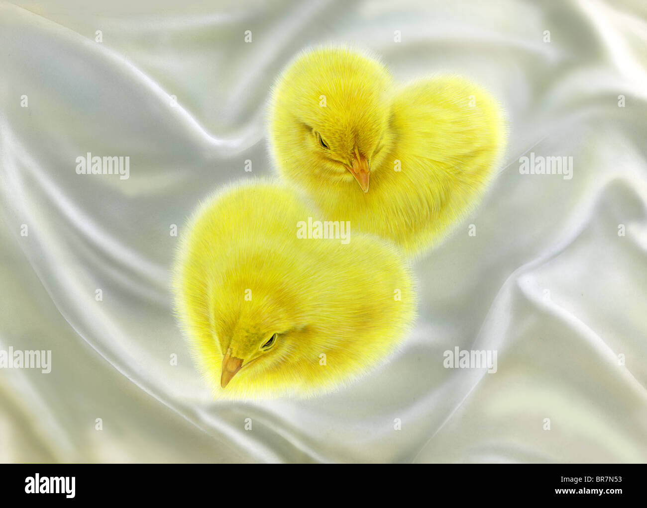 Animals forming heart hi-res stock photography and images - Alamy