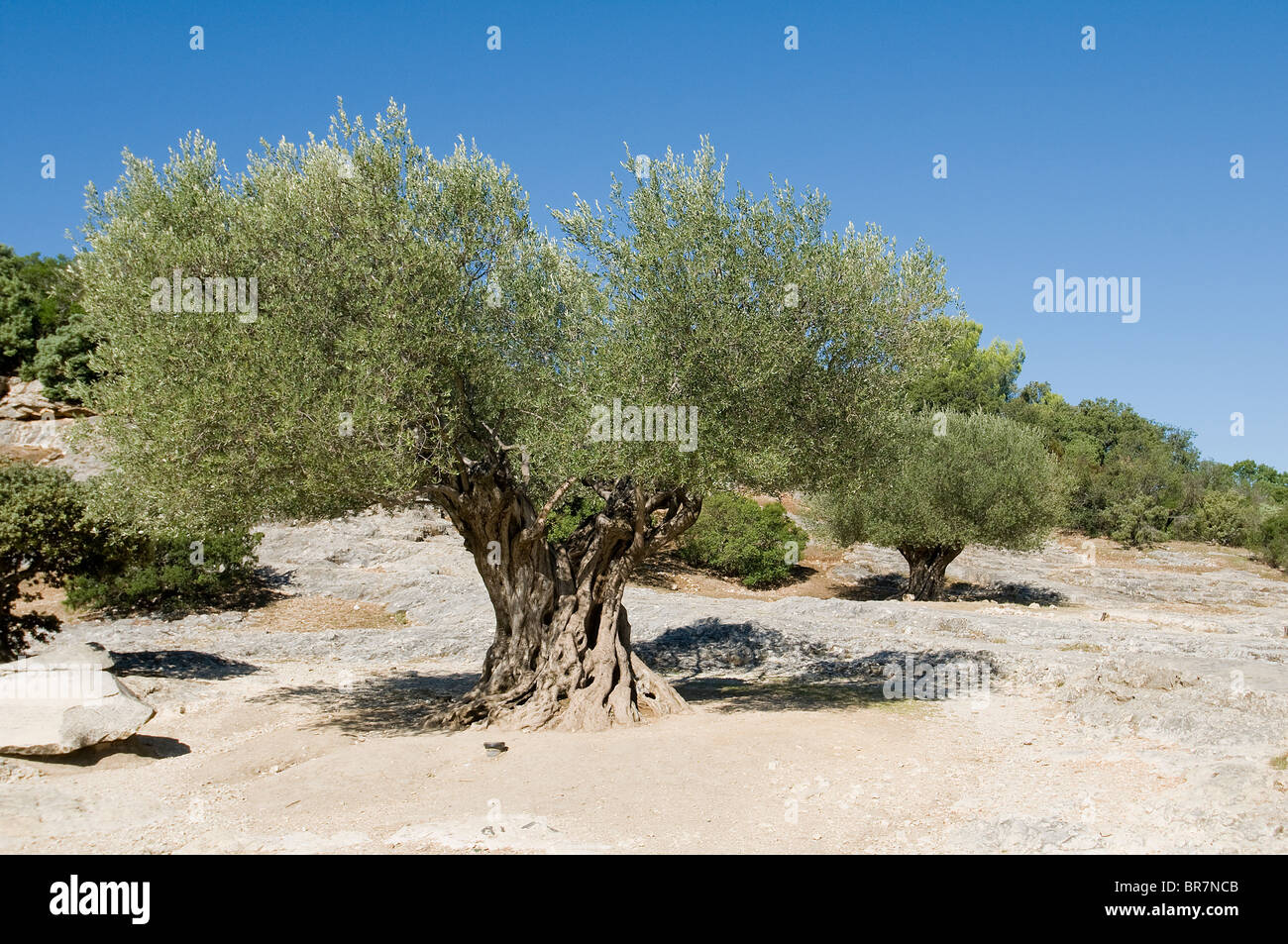 Natural olive tree view hi-res stock photography and images - Alamy