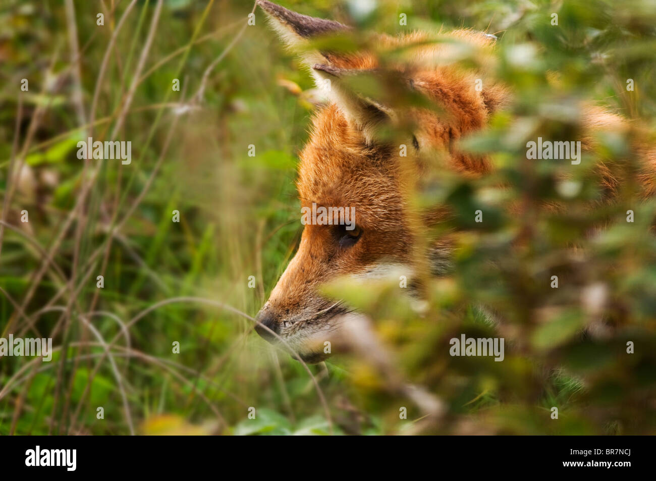 Fox hunting hi-res stock photography and images - Alamy