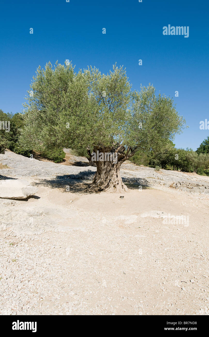 View of olive tree hi-res stock photography and images - Alamy