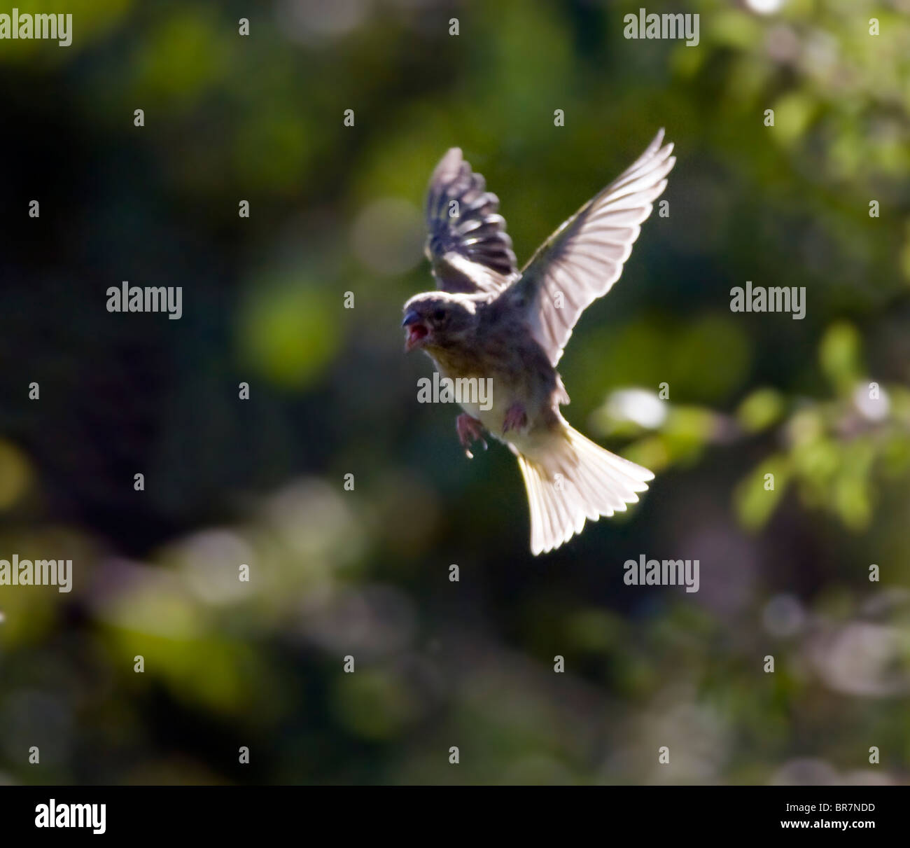 Backlit bird in flight hi-res stock photography and images - Alamy