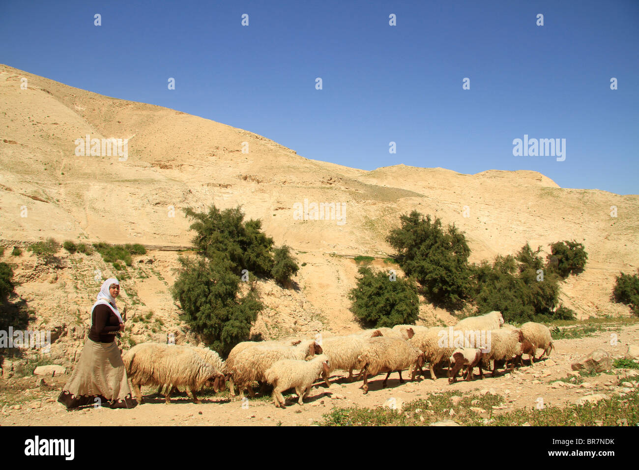 Judean desert, a flock of sheep in Ein Qelt Stock Photo - Alamy