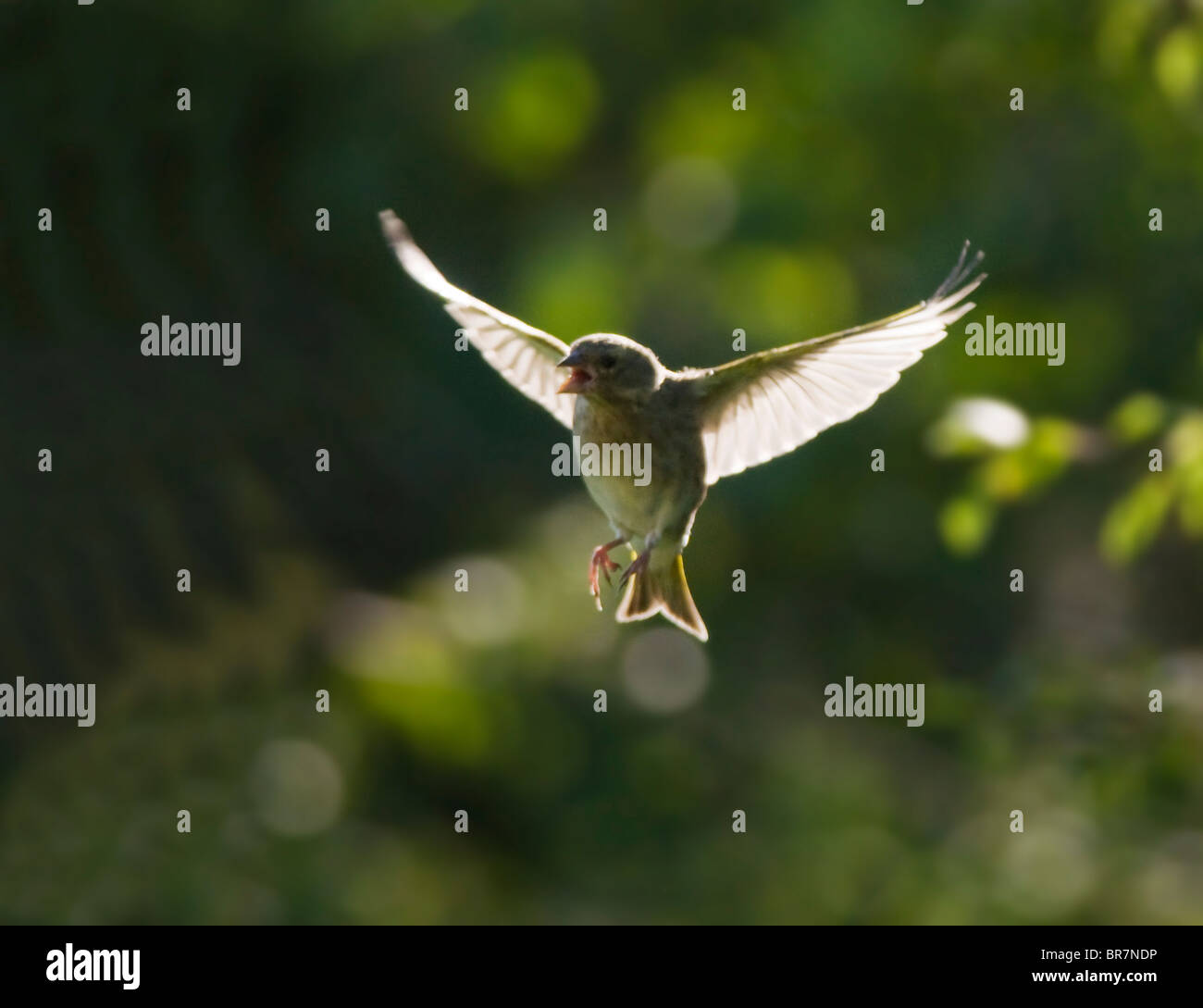 Backlit Greenfinch in flight, Warwickshire Stock Photo - Alamy