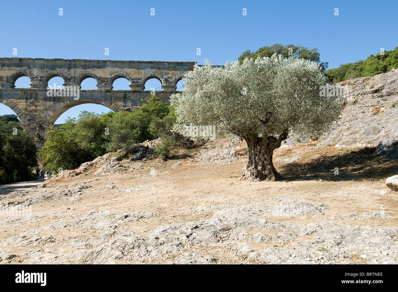 Old olive tree ancient roman hi-res stock photography and images - Alamy