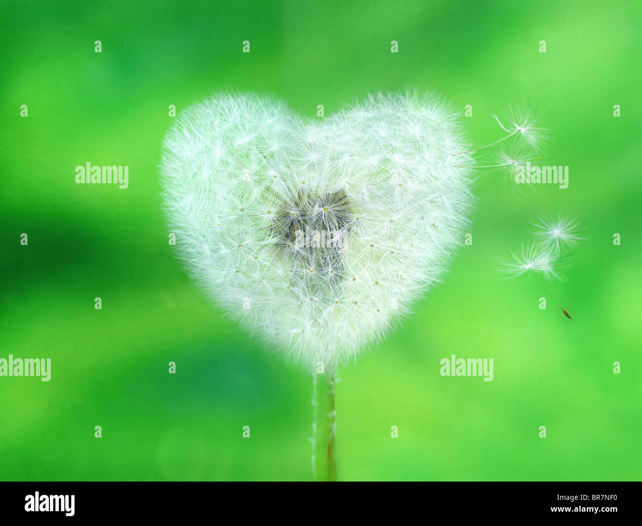 Heart shaped dandelion Stock Photo - Alamy