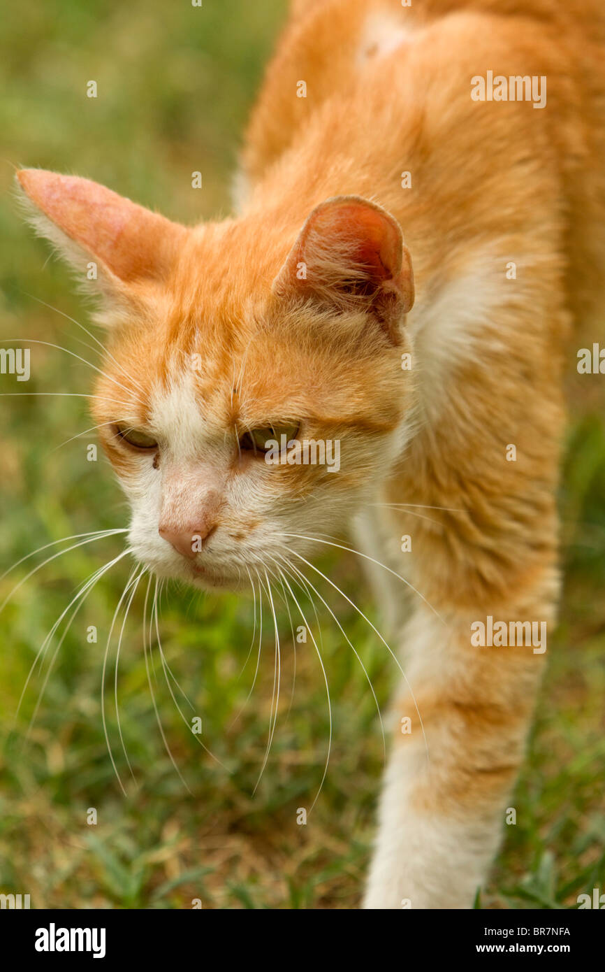 Domestic cat walking hi-res stock photography and images - Alamy